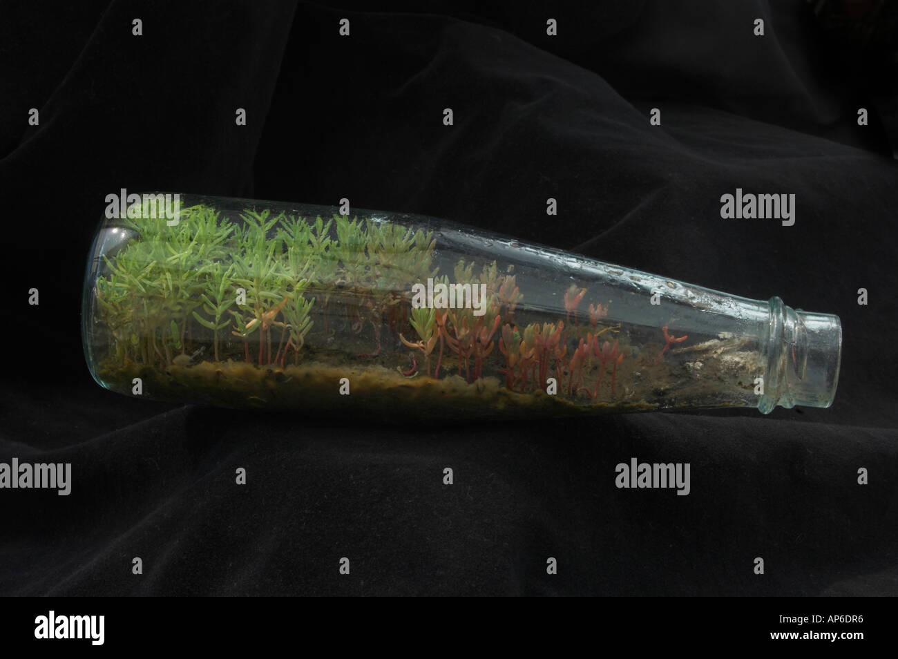 micro climate in a bottle Stock Photo - Alamy