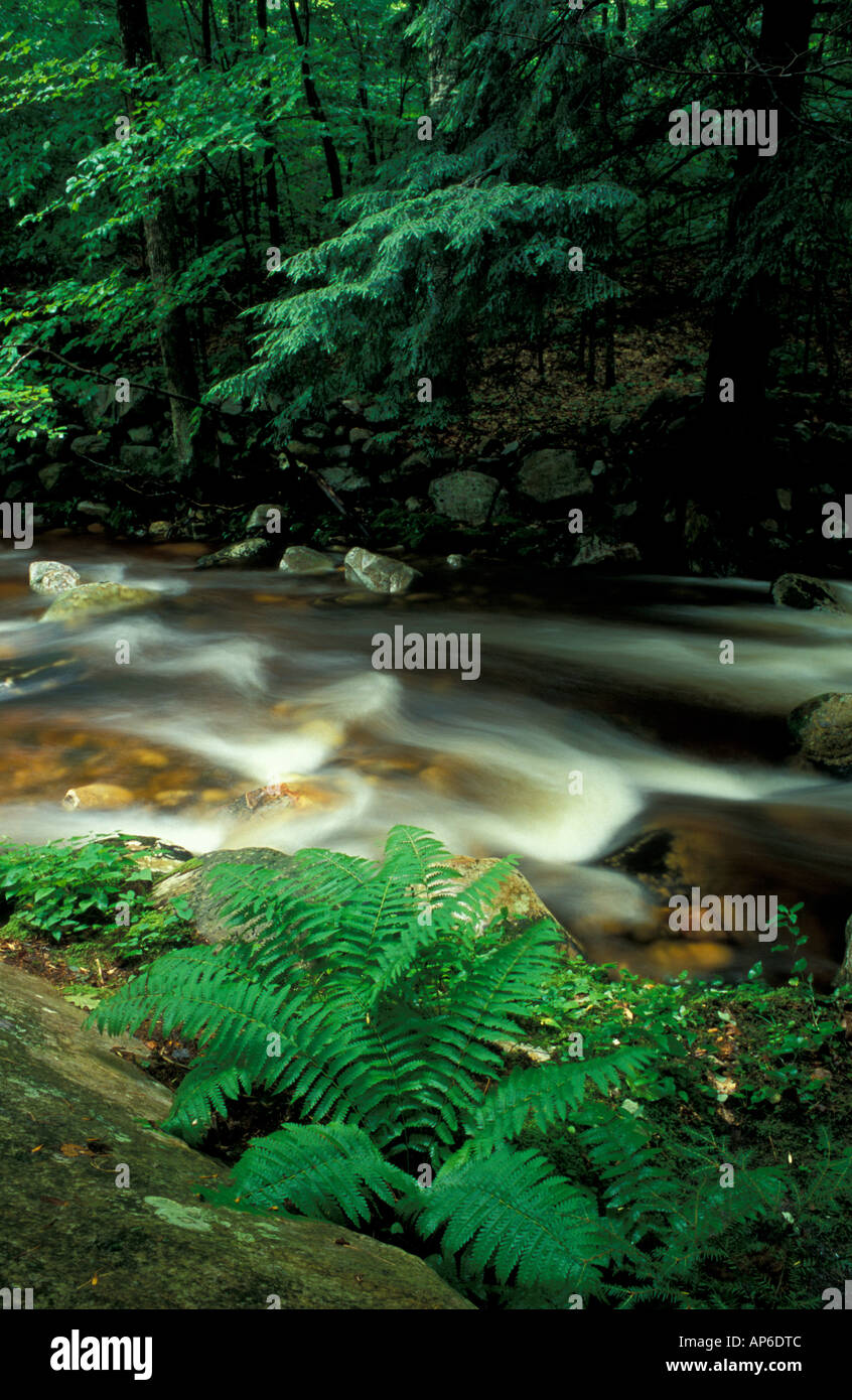 Pownal, VT. Ferns and hemlock trees along Broad Brook in Vermont's ...