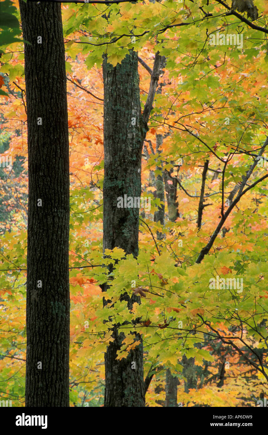Hancock, VT A northern hardwood forest in fall. Texas Falls trail ...
