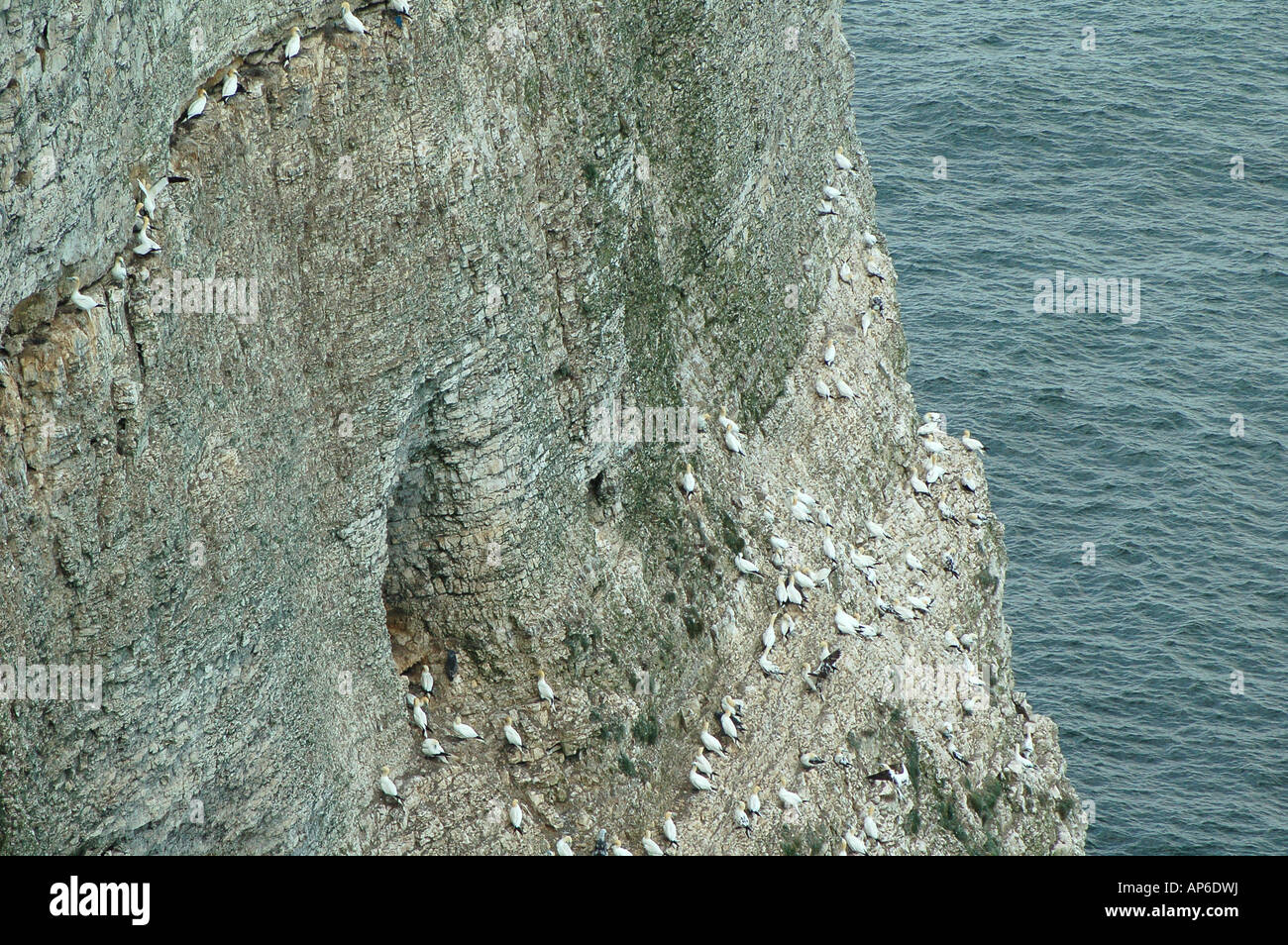 Gannets birds on Bempton Cliffs NSPB reserve in Flamborough North ...