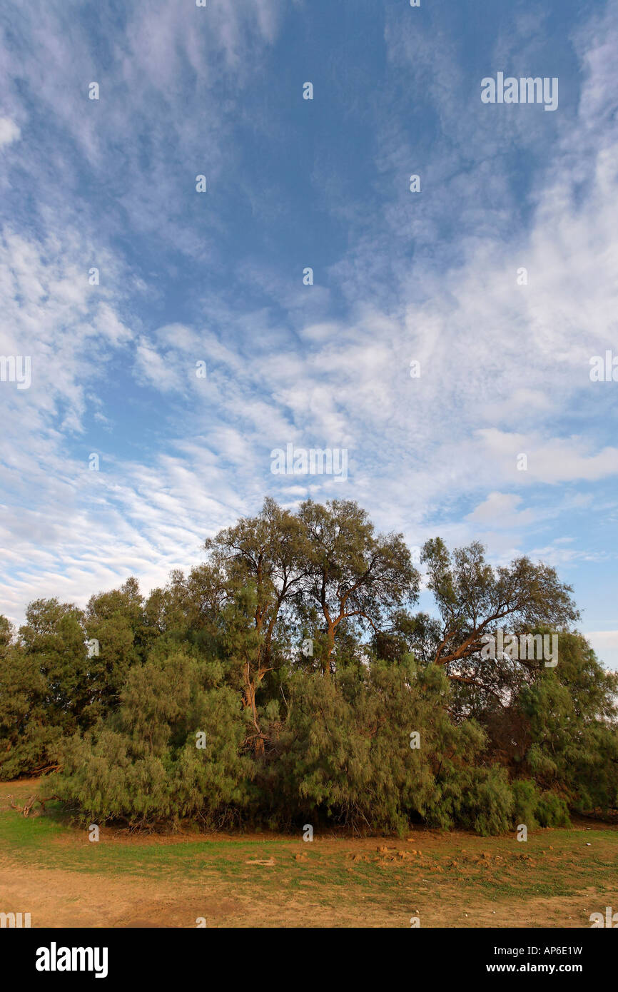 Israel the Negev desert Tamarisk trees Tamarix Aphylla in Wadi Besor ...