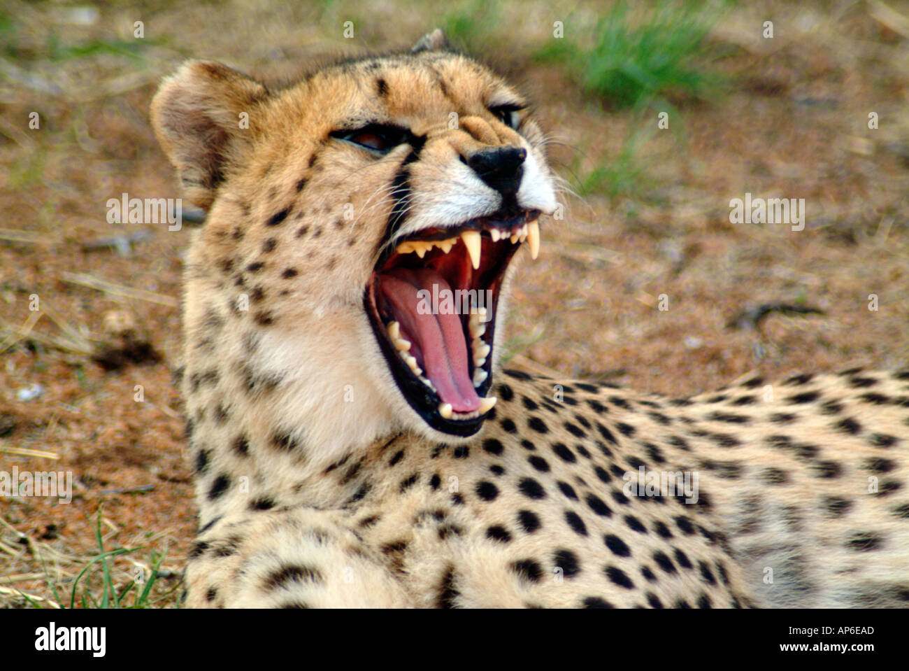 Cheetah Teeth