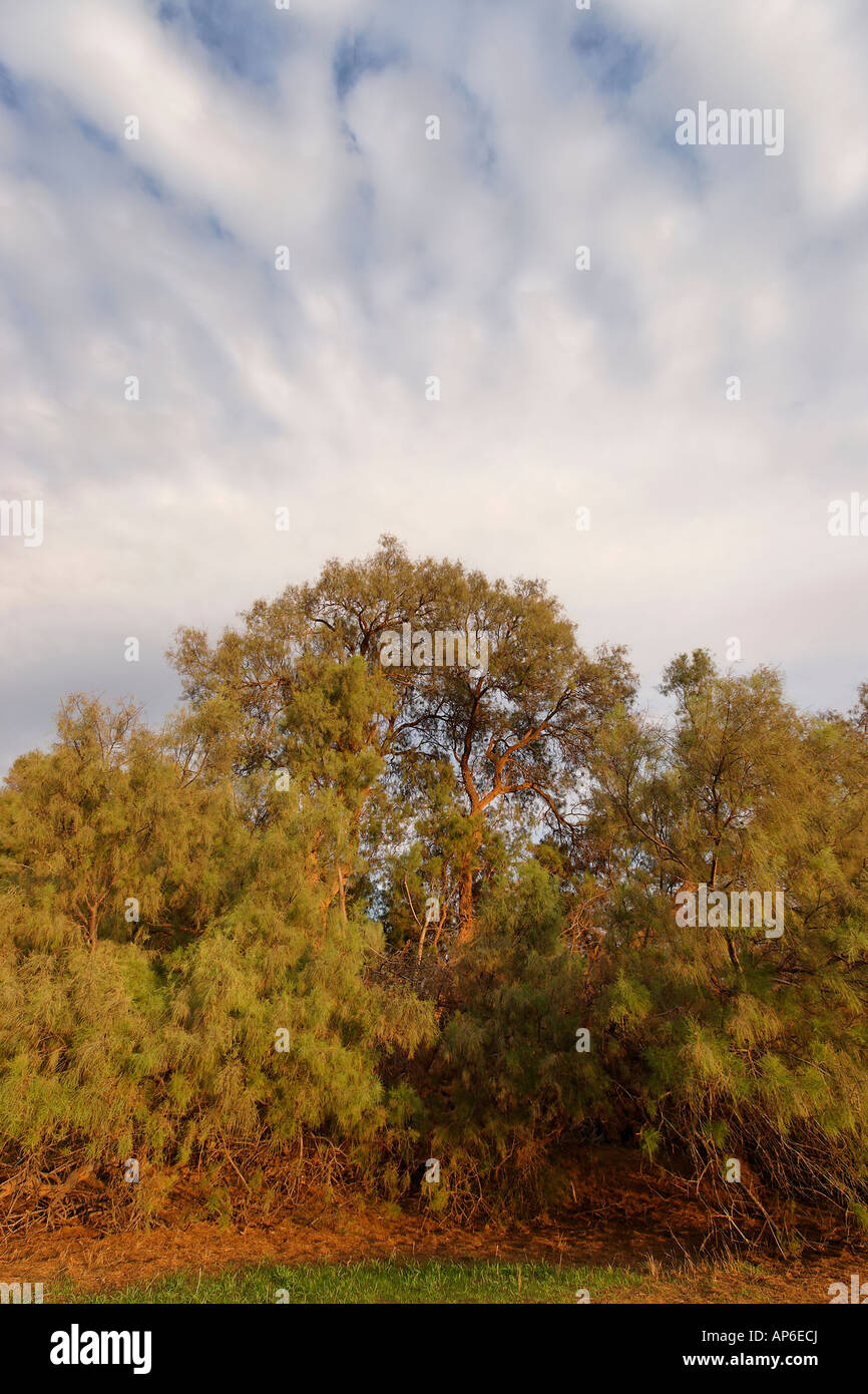 Israel the Negev desert Tamarisk trees Tamarix Aphylla in Wadi Besor ...