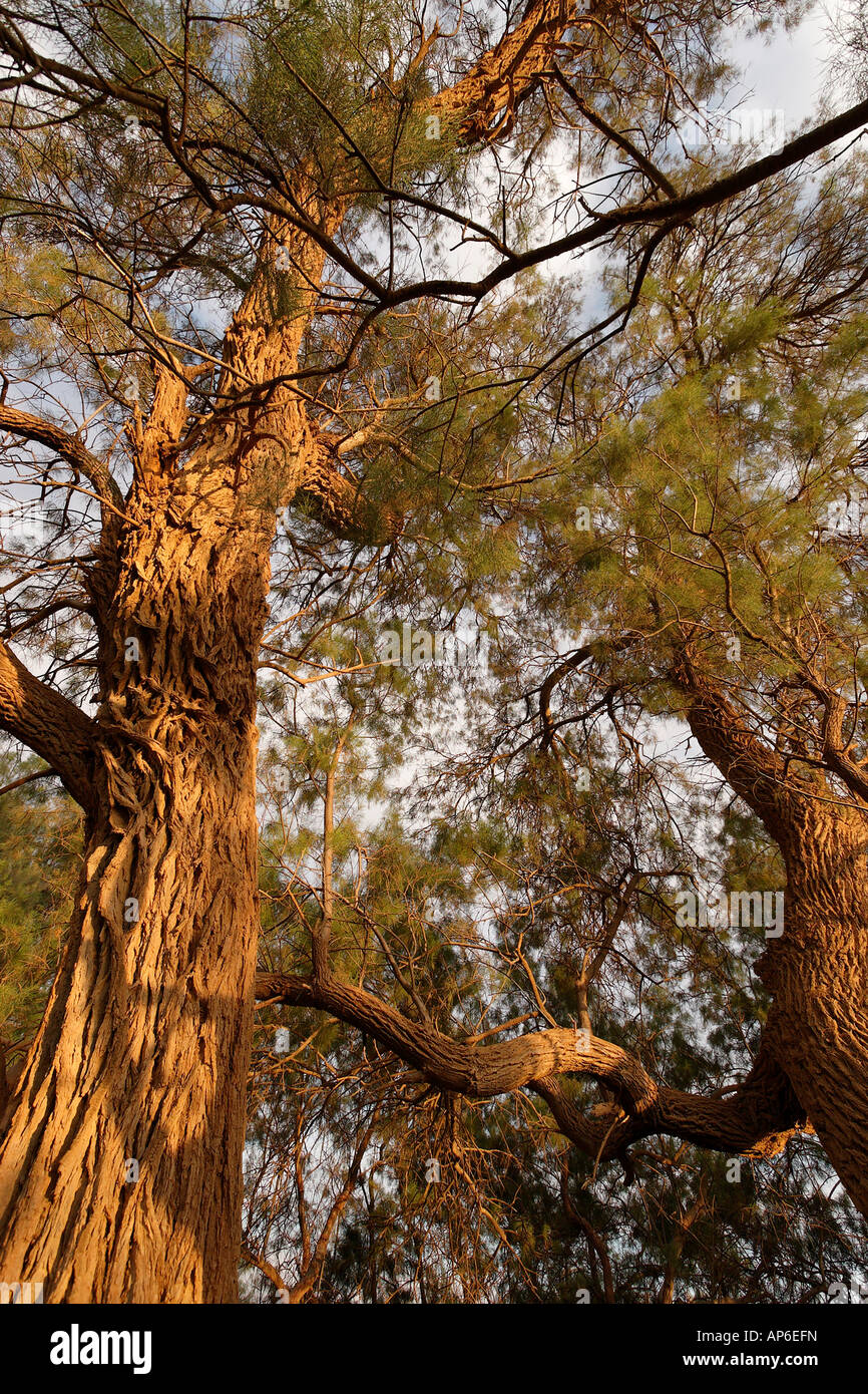 Israel the Negev desert Tamarisk trees Tamarix Aphylla in Wadi Besor ...