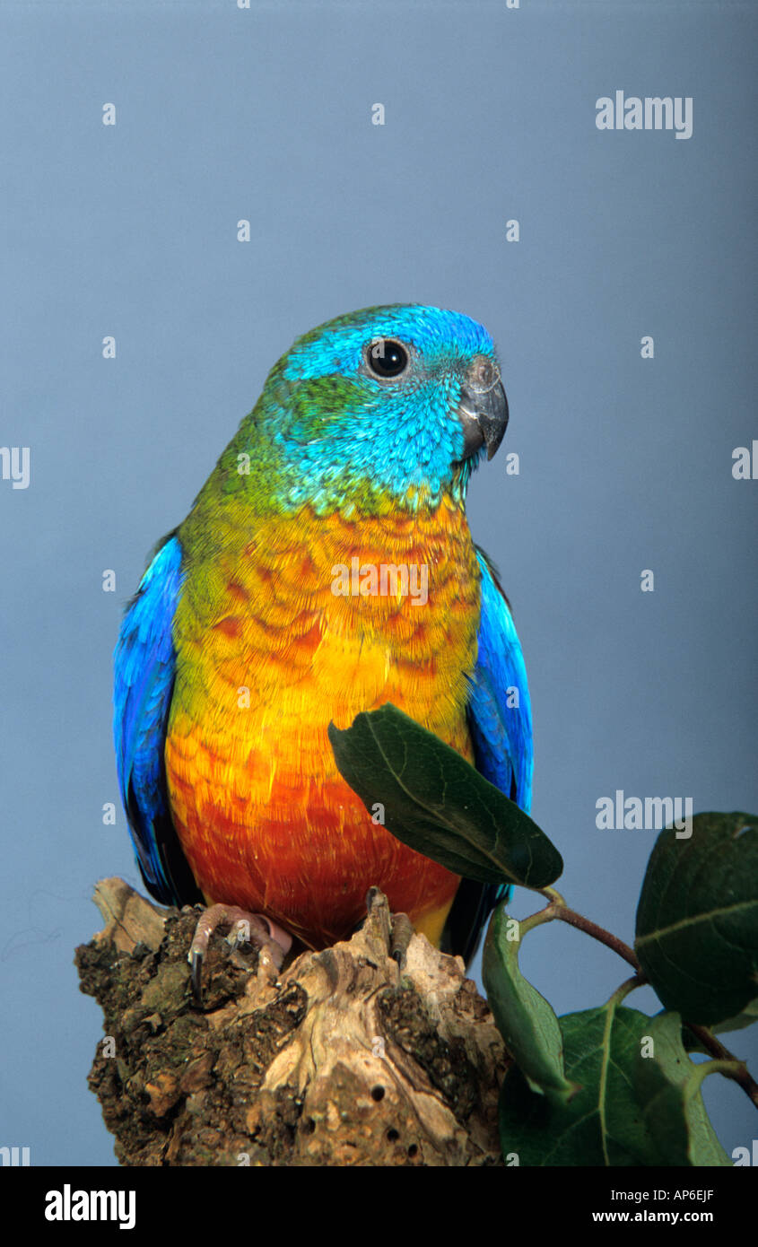 The parakeet hi-res stock photography and images - Alamy