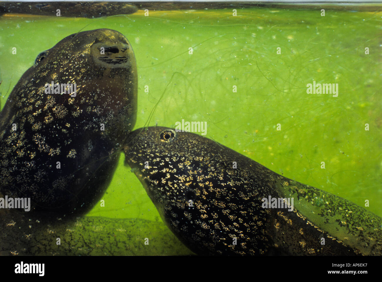 Close-up image Tadpole of common frog. Rana temporaria Stock Photo - Alamy