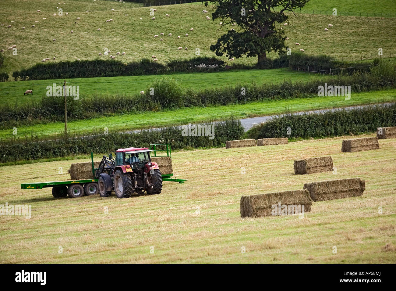 square baler at work in a radnorshire field Stock Photo - Alamy