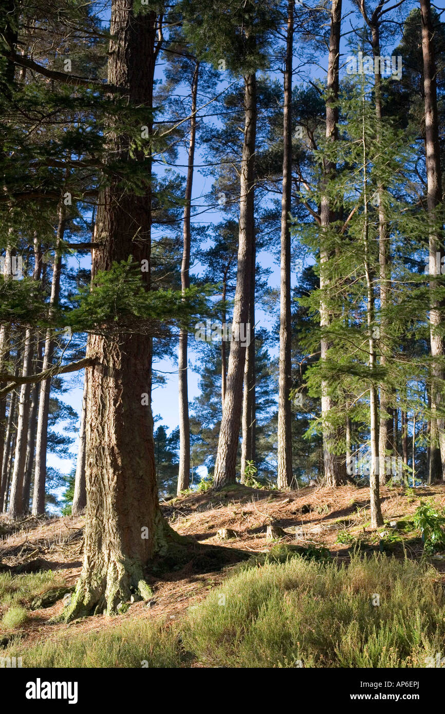 Beautiful winter light in Glencoe Forest Stock Photo - Alamy