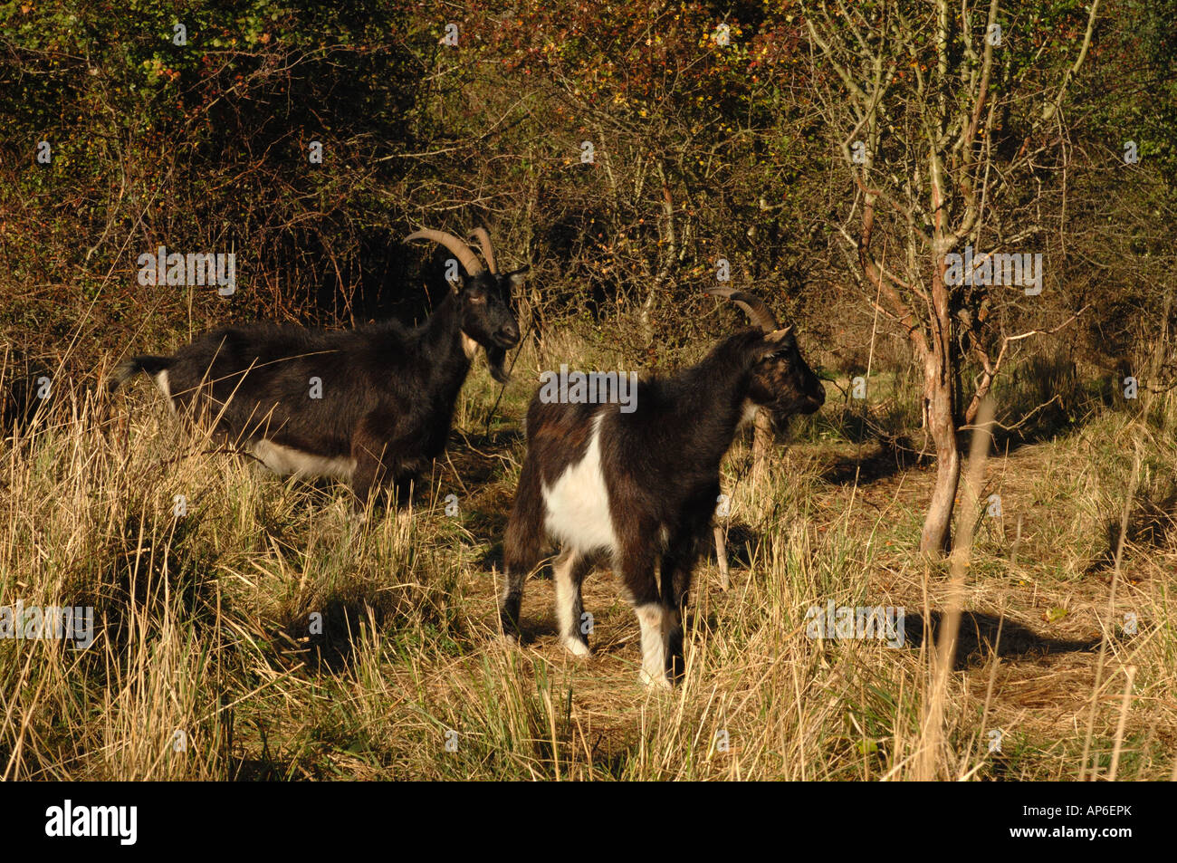 Feral Goats grazing on Caster Hanglands National Nature Reserve ...