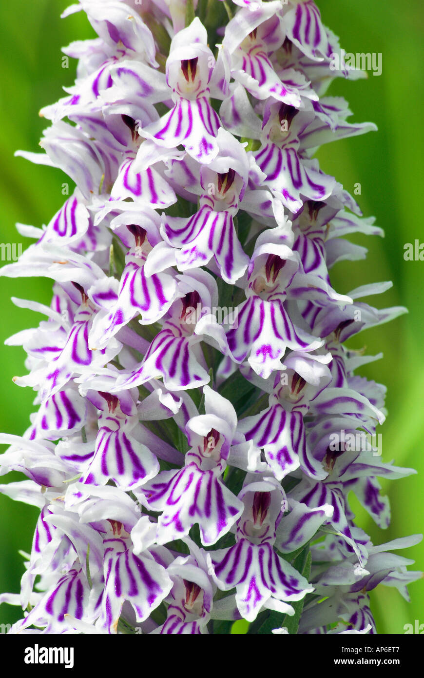 Fuchii hi-res stock photography and images - Alamy