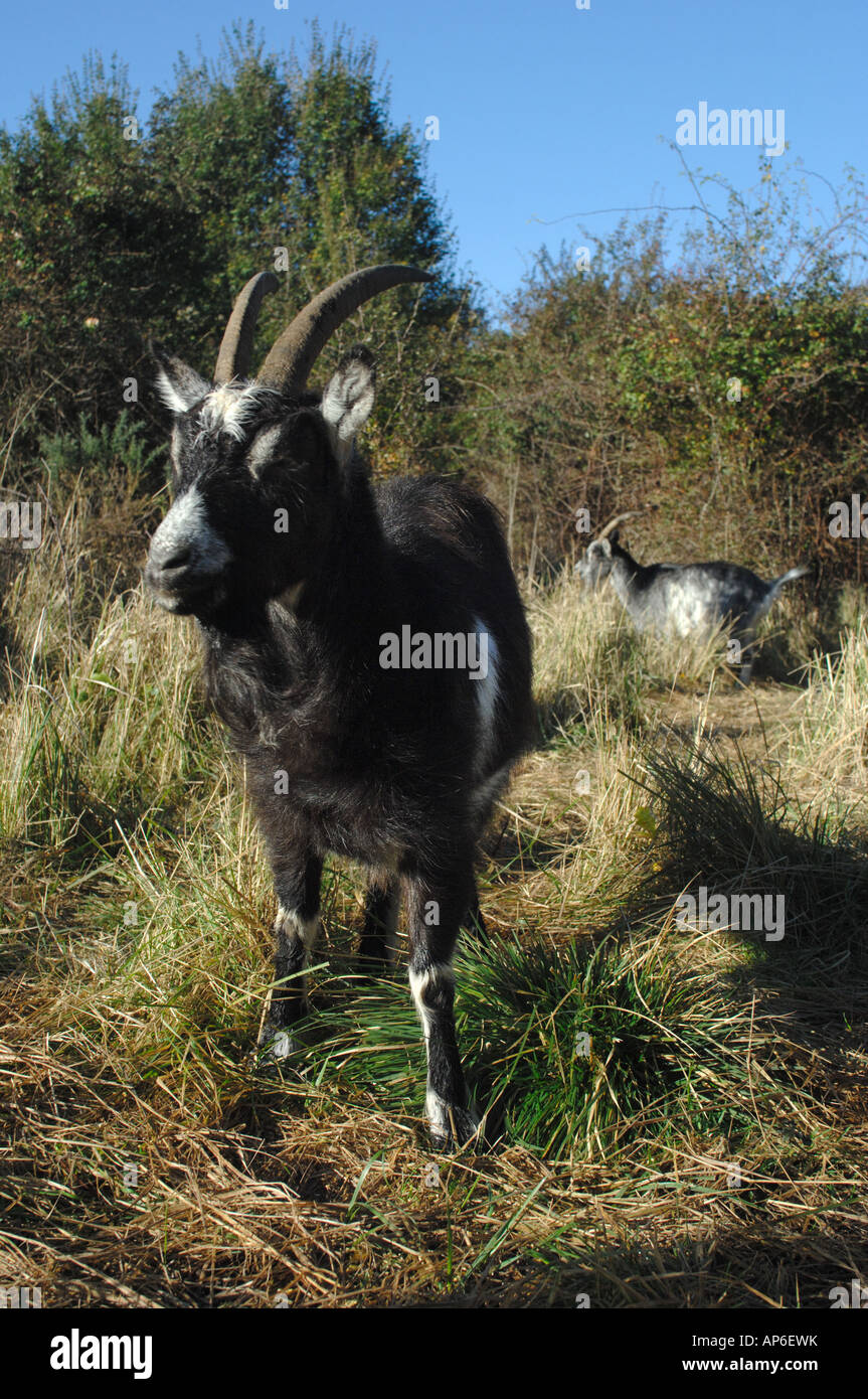 Feral Goats grazing on Caster Hanglands National Nature Reserve ...