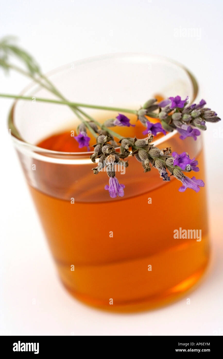 Lavender infusion Lavandula officinalis Stock Photo - Alamy