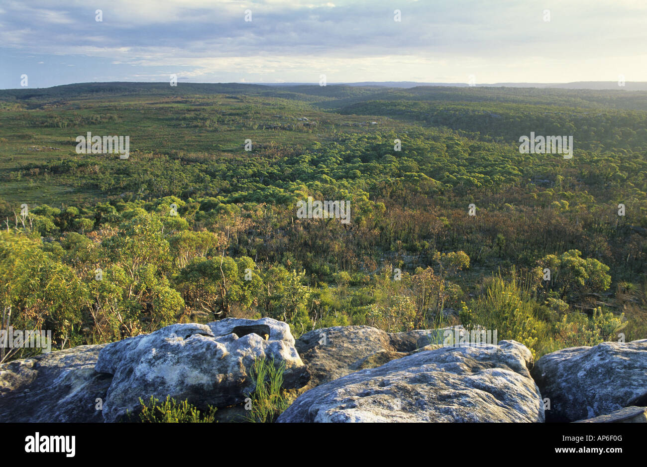Heath habitat ecosystem eucalypts eucalyptus nsw hi-res stock ...