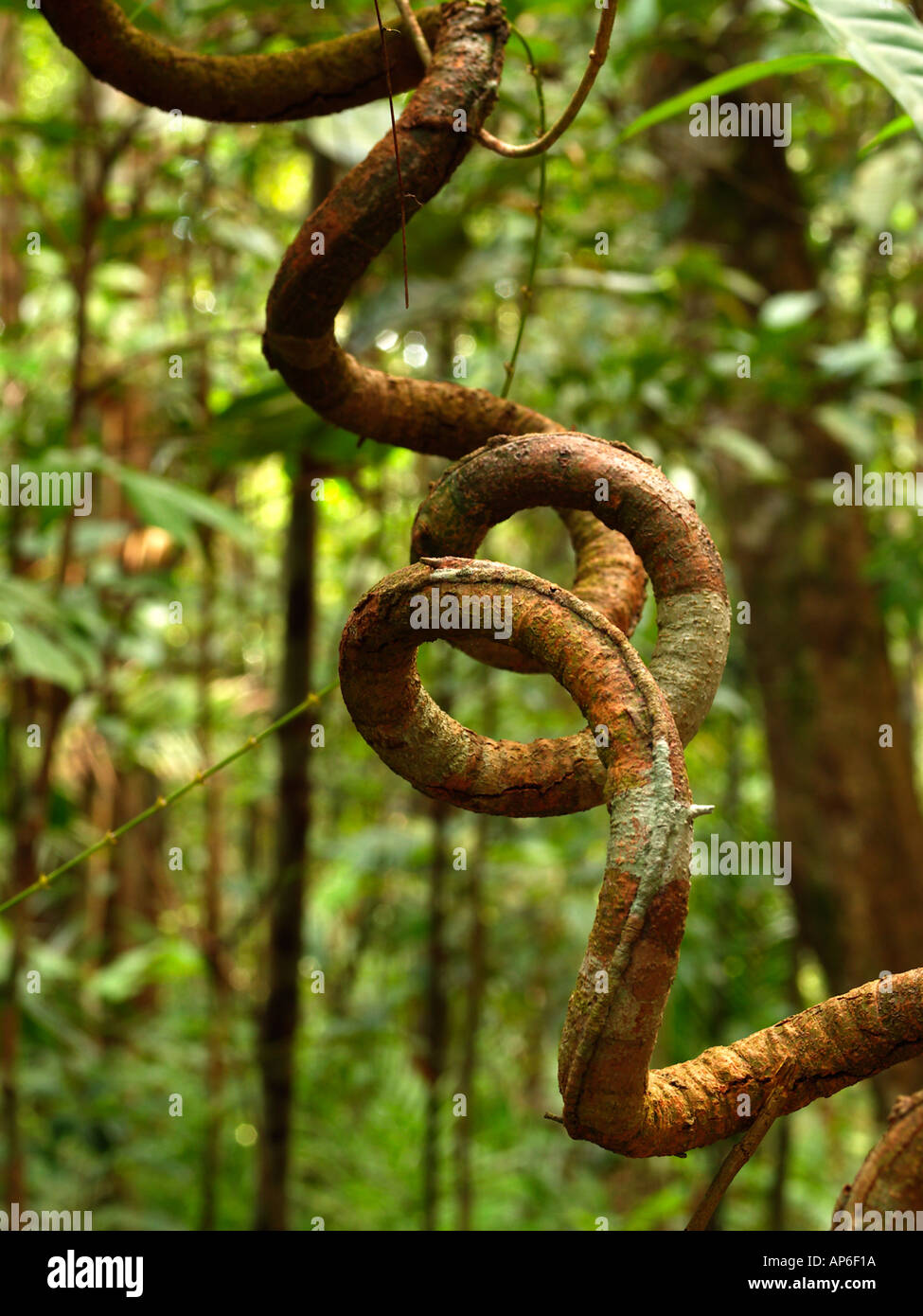 Twisted Jungle Vines Stock Photo - Alamy