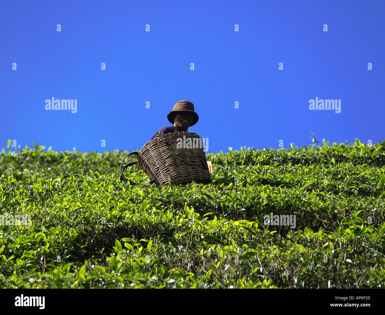 Tea picking cameron highlands malaysia hi-res stock photography and ...