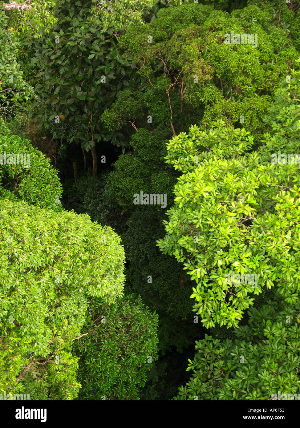 Looking down on canopy hi-res stock photography and images - Alamy