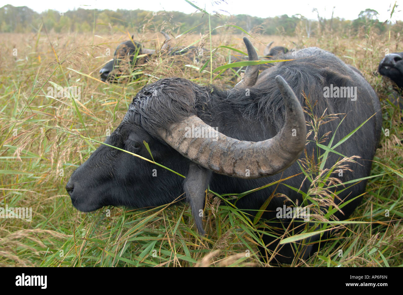 Chippenham fen national nature reserve hi-res stock photography and ...