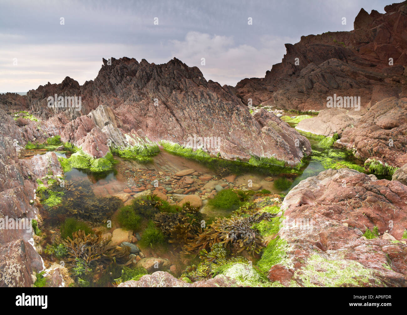 Welsh rock pool life hi-res stock photography and images - Alamy