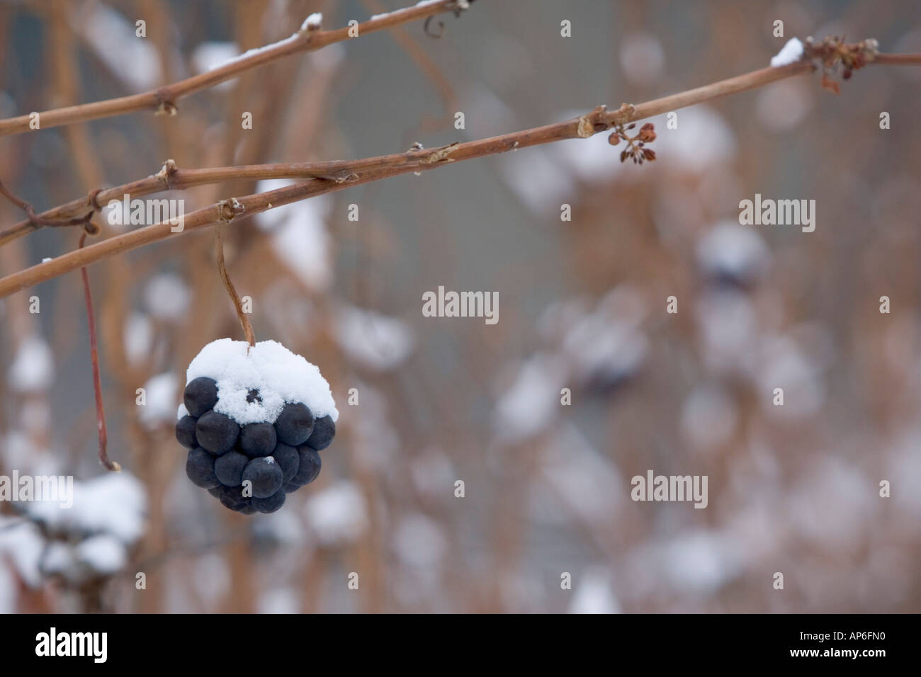 grapes on the vine covered in snow Stock Photo - Alamy