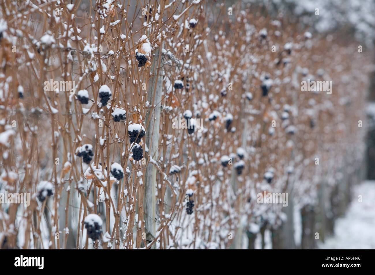 snow on grapes and vine Stock Photo - Alamy