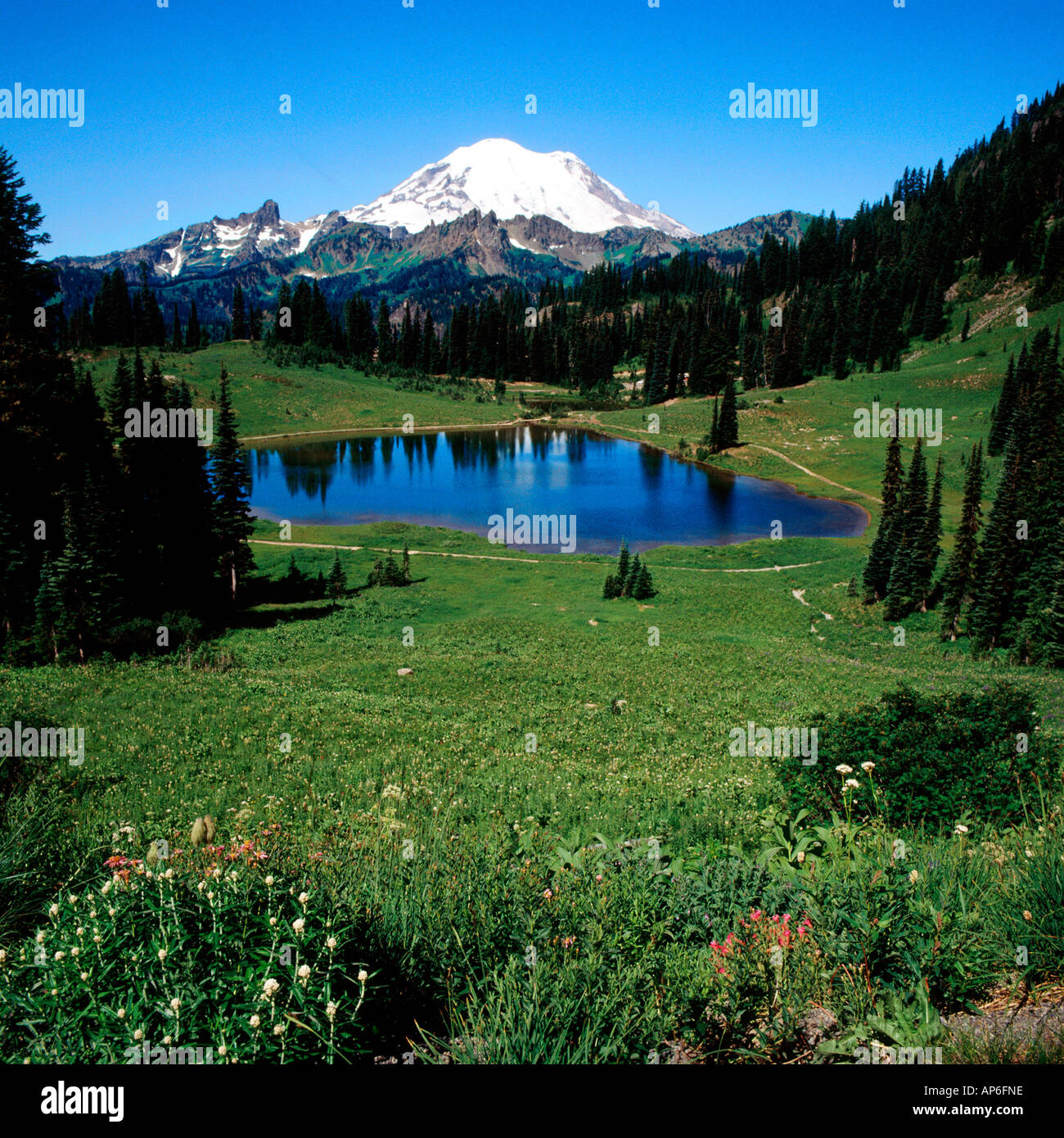 Tipso hi-res stock photography and images - Alamy