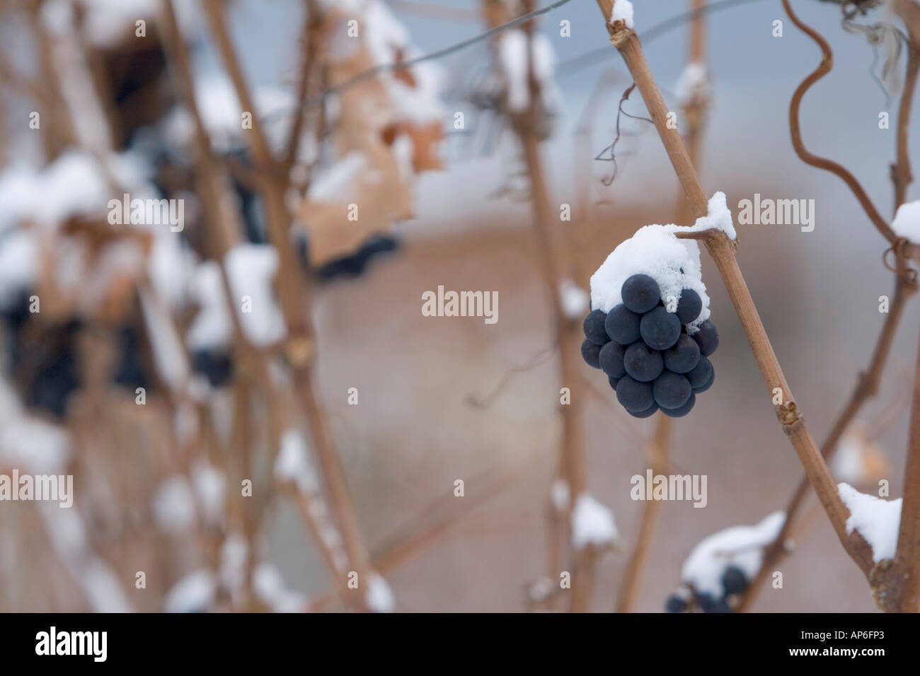 grapes on the vine covered in snow Stock Photo - Alamy