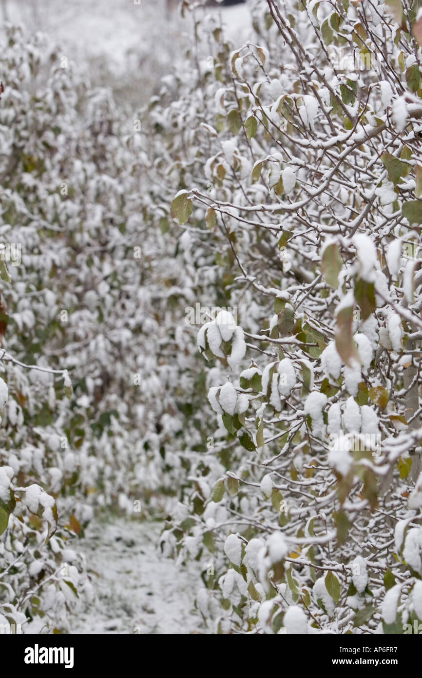 snow on row of apple trees Stock Photo - Alamy