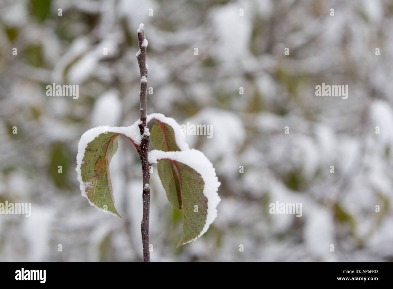 snow on leaves of apple tree Stock Photo - Alamy