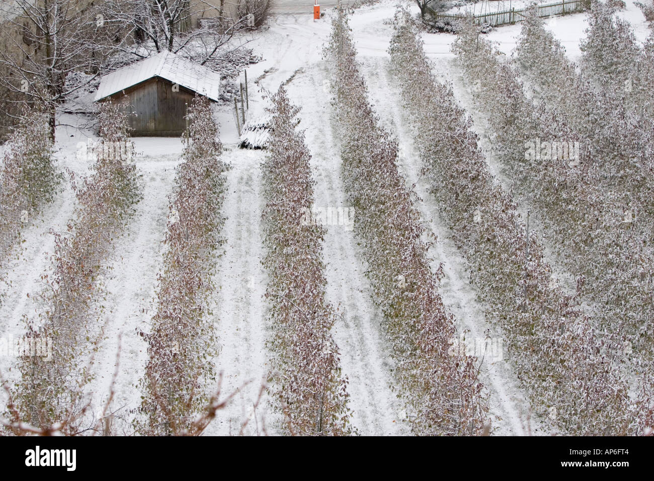 farm hut in apple field in winter snow Stock Photo - Alamy