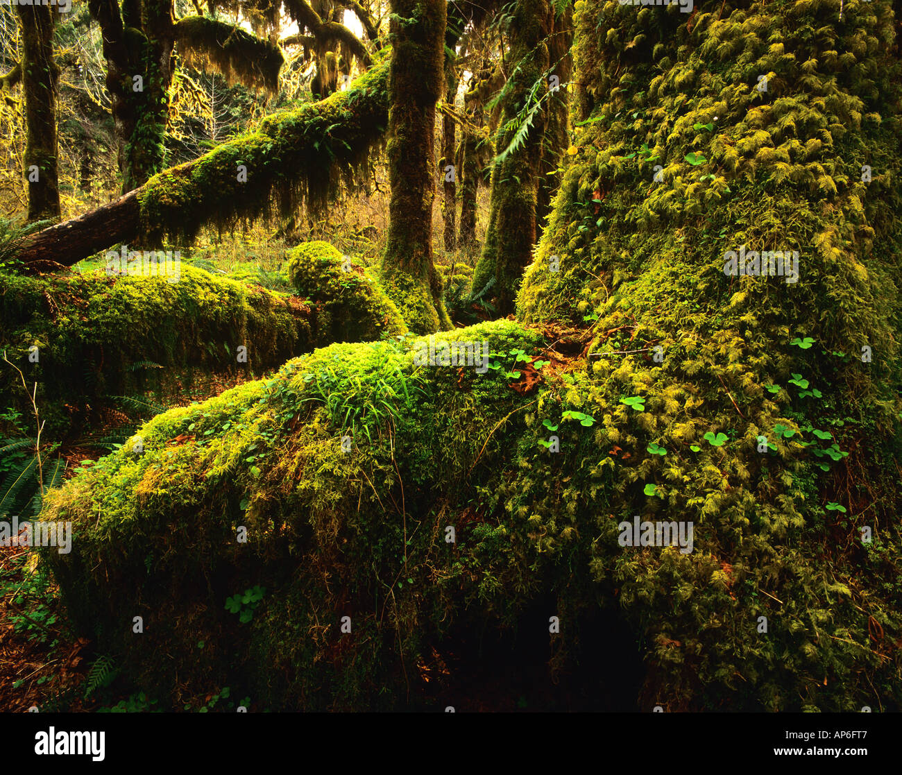 Hall of Mosses trail in Hoh Rainforest in Olympic National Park ...