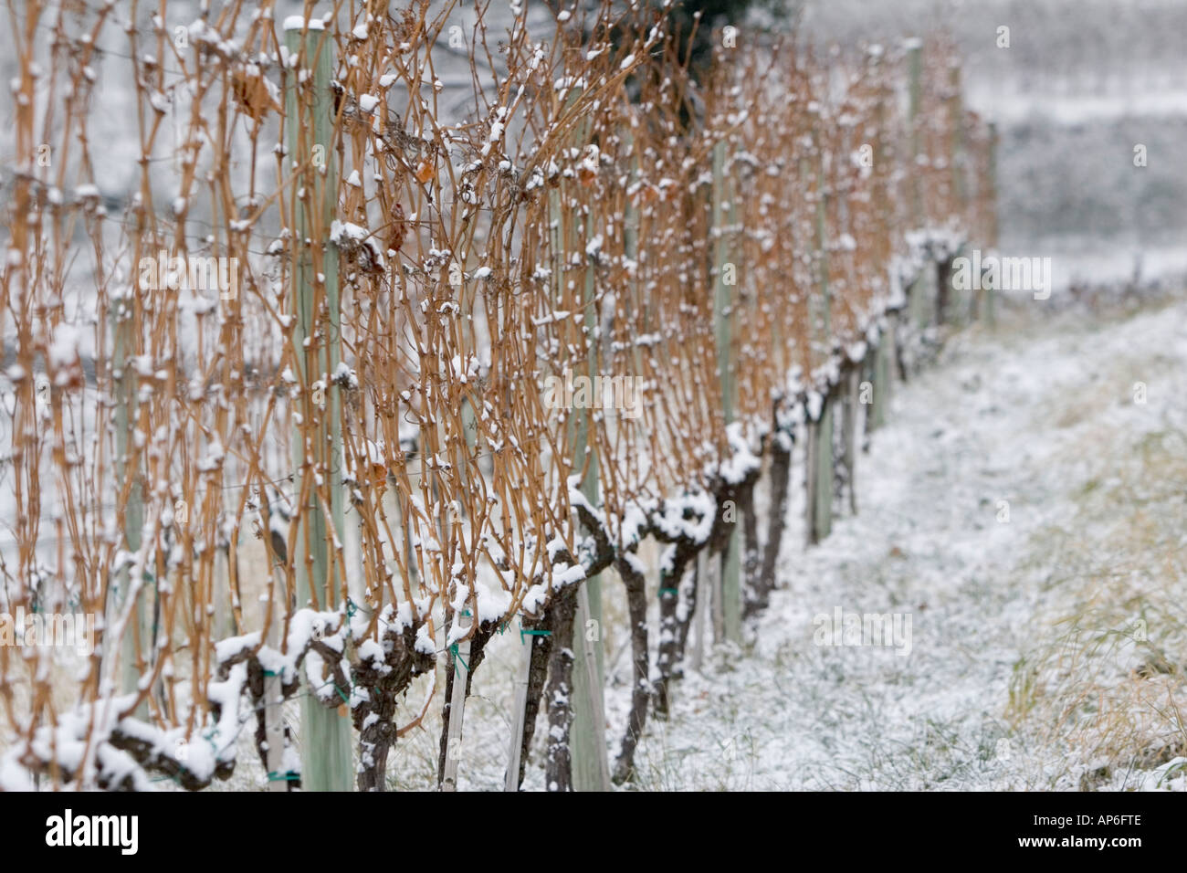 Grapevine in winter snow Stock Photo - Alamy