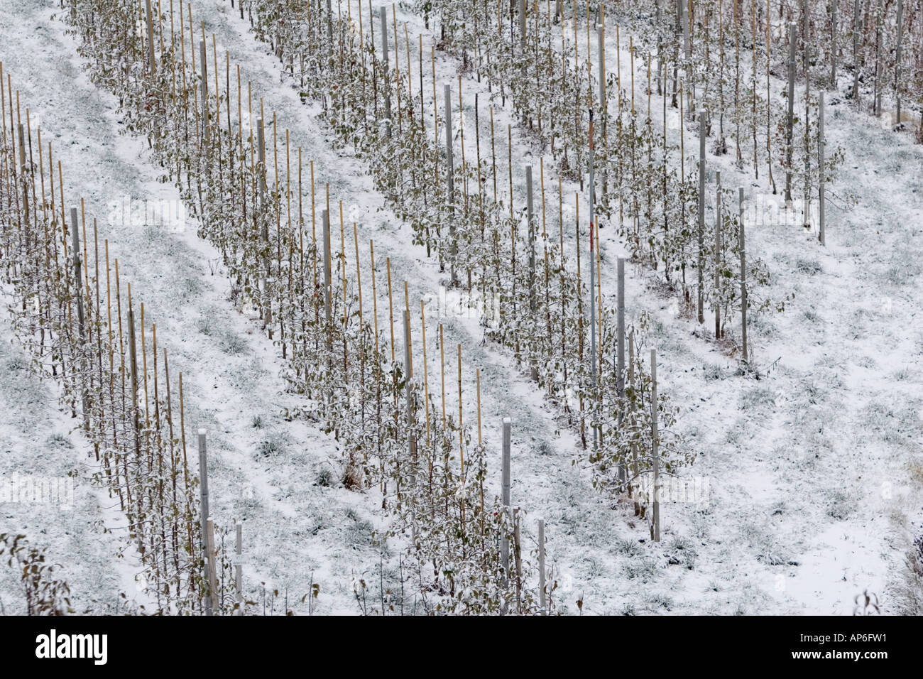 rows of apples trees in winter snow Stock Photo - Alamy