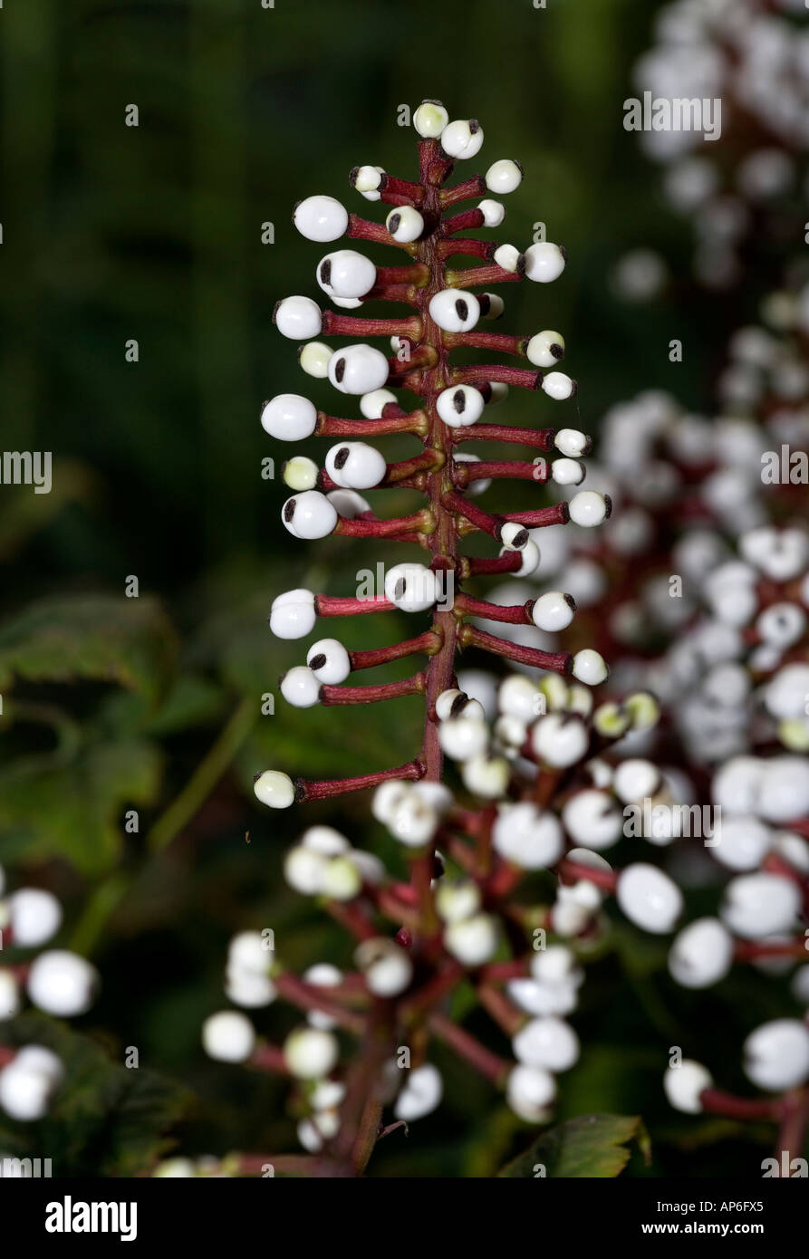 White Baneberry (Actaea pachypoda Stock Photo - Alamy