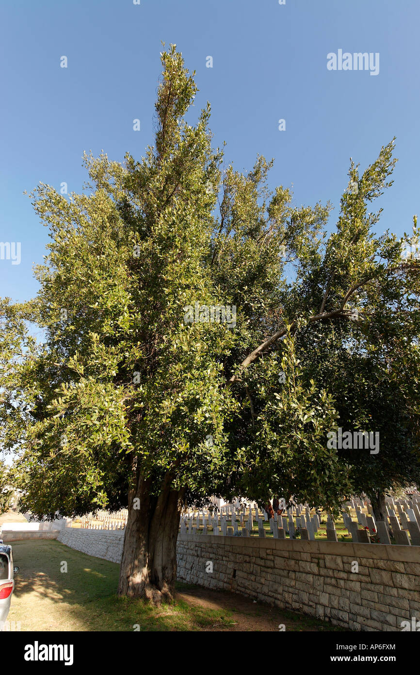 Laurel tree hi-res stock photography and images - Alamy
