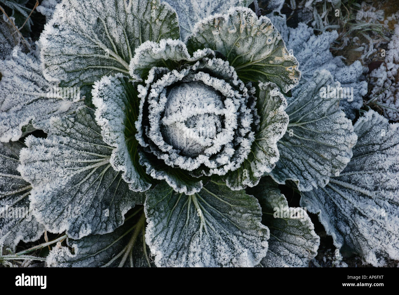 Winter cabbage hi-res stock photography and images - Alamy