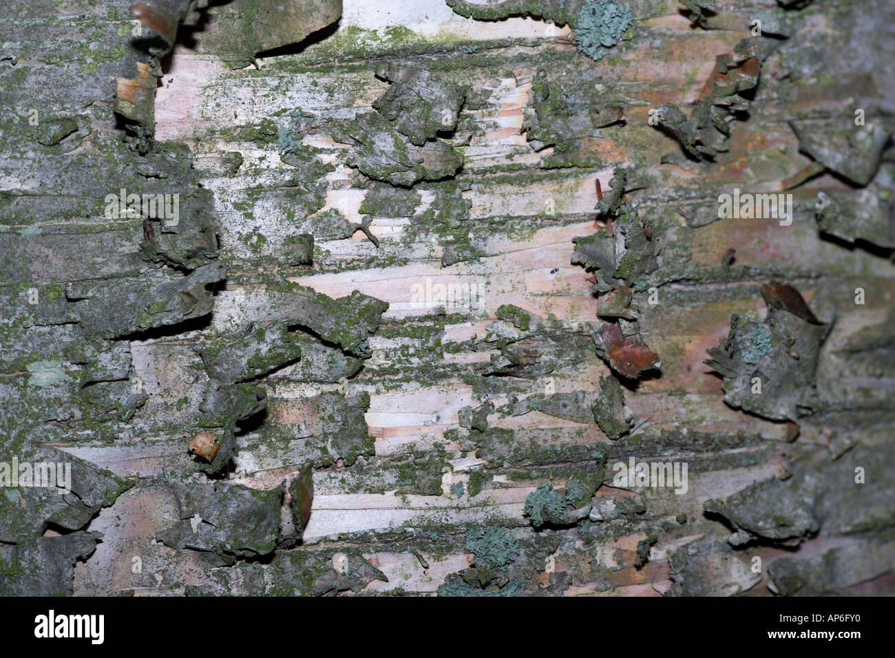 Swedish silver birch hi-res stock photography and images - Alamy