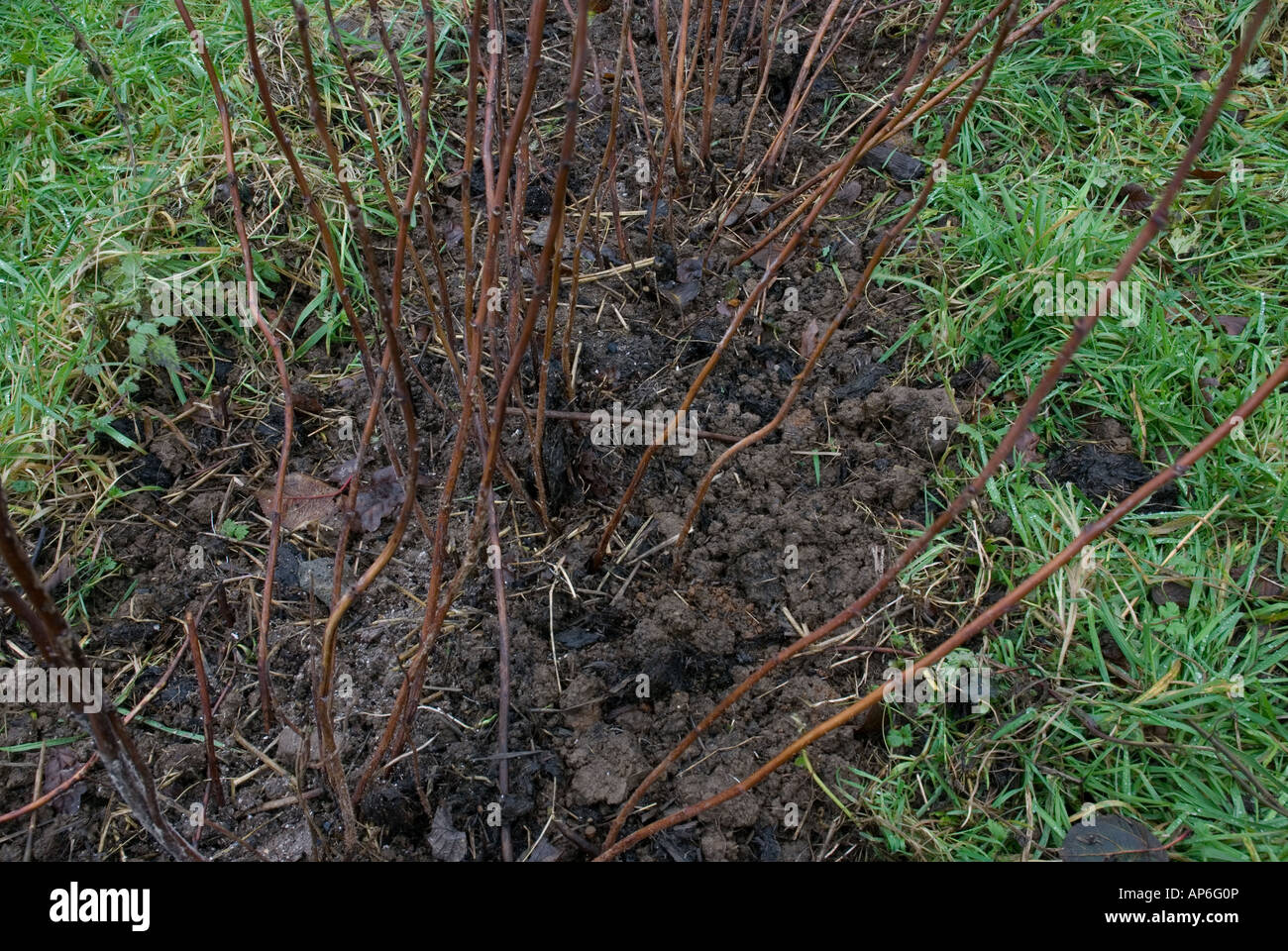 Raspberry canes hi-res stock photography and images - Alamy