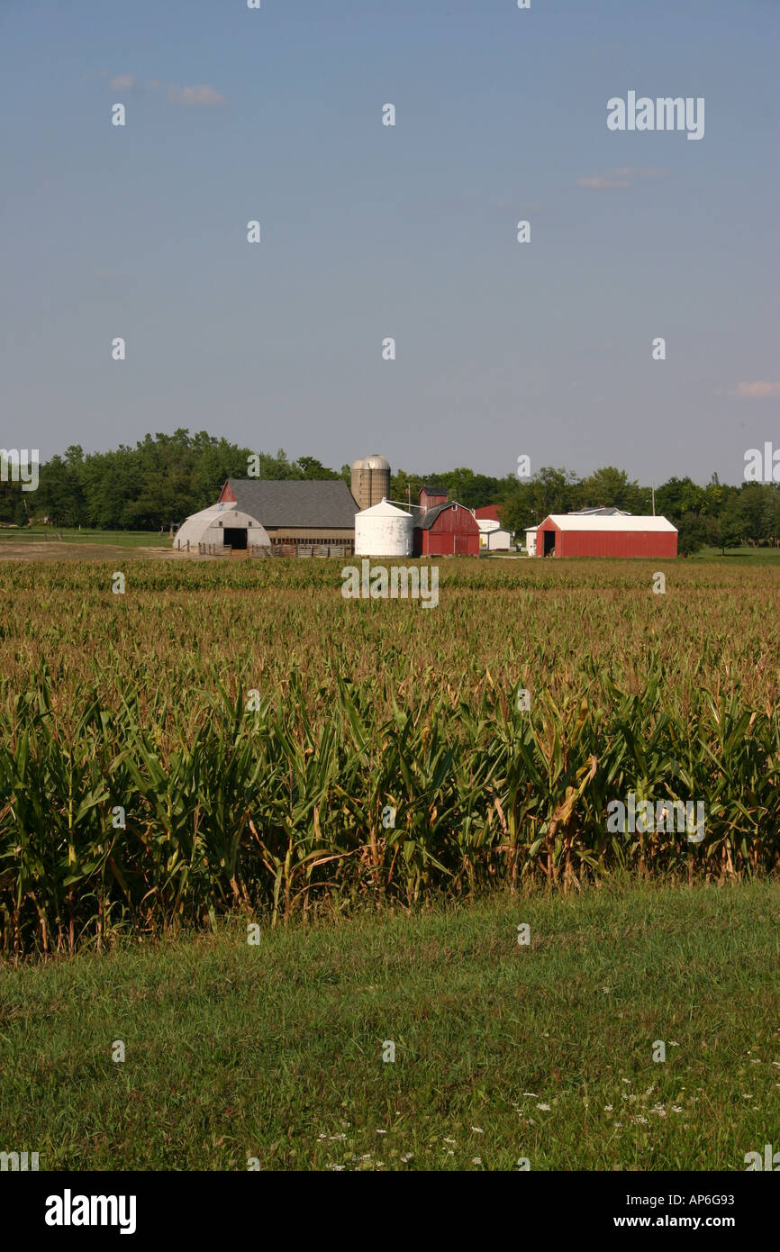 Corn growing in front of a farm Stock Photo - Alamy