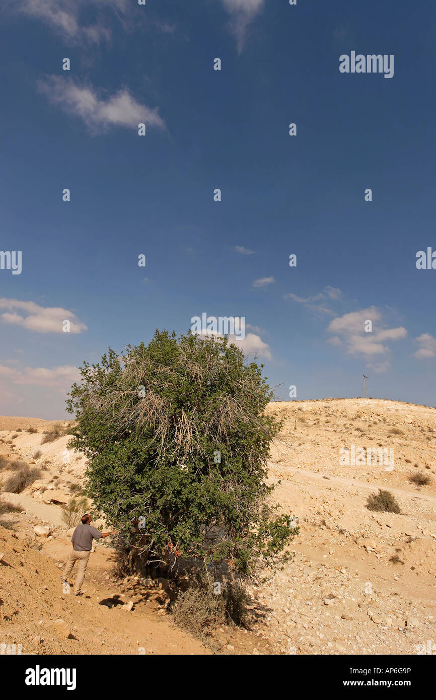 Israel Carob tree in the Negev desert Stock Photo - Alamy