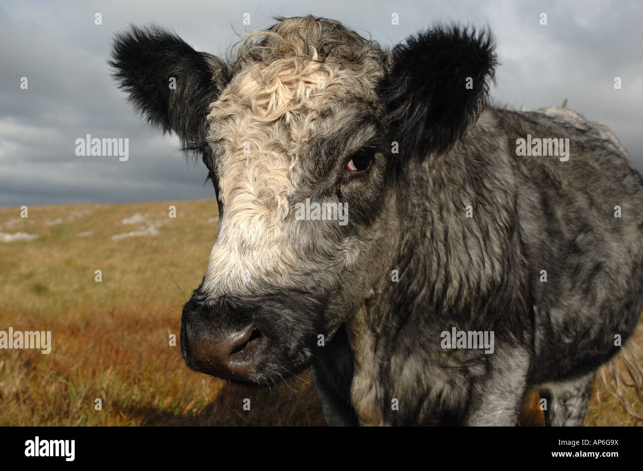 Blue Grey cattle grazing on Ingleborough National Nature Reserve North ...