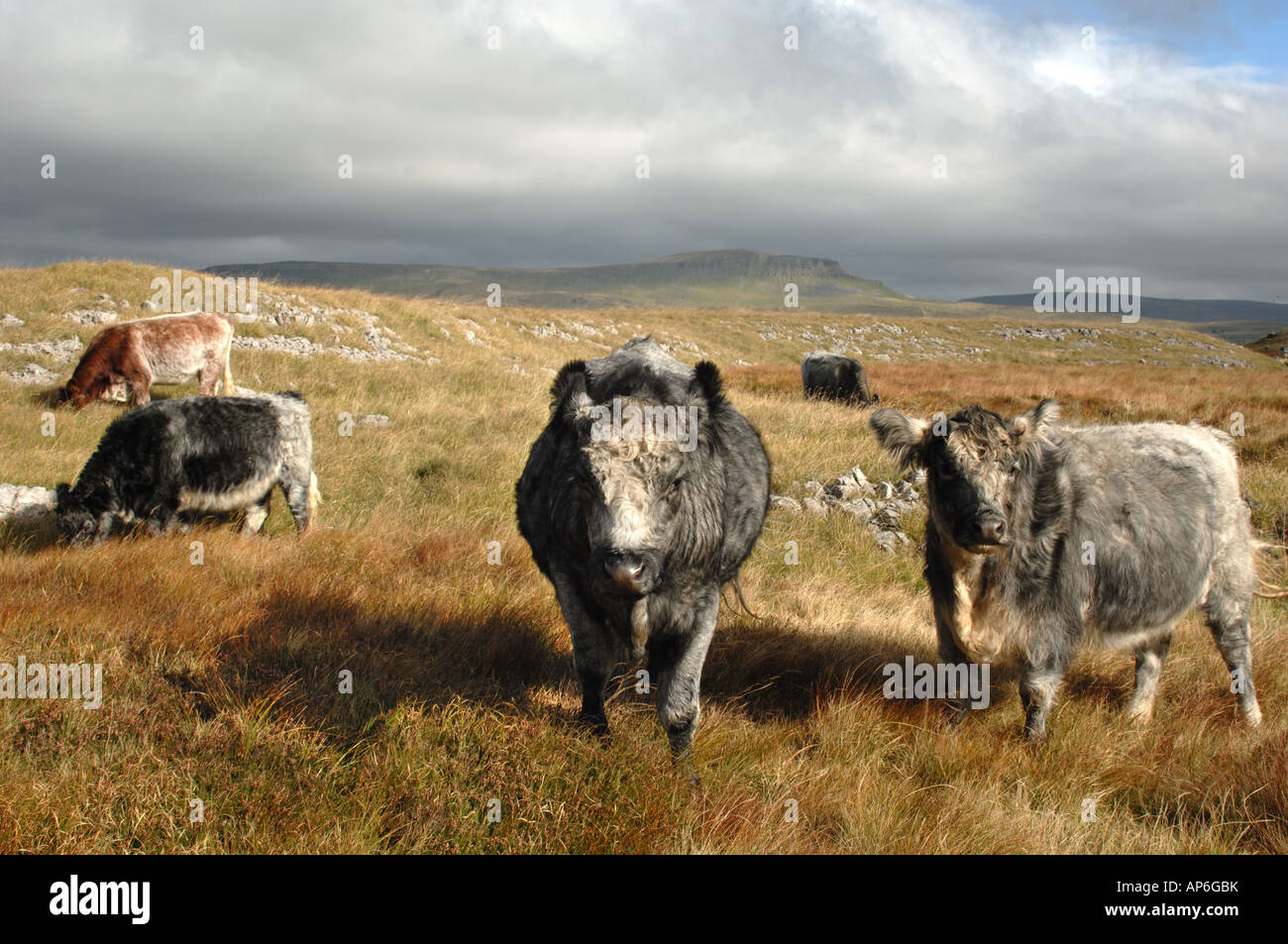 Blue grey cattle hi-res stock photography and images - Alamy