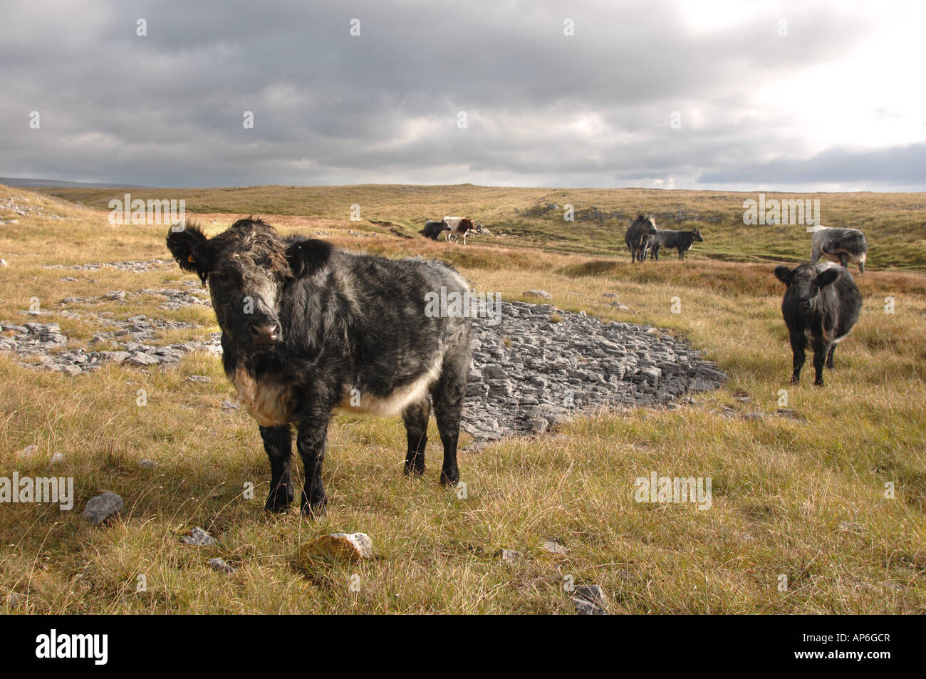 Blue Grey cattle grazing on Ingleborough National Nature Reserve North ...