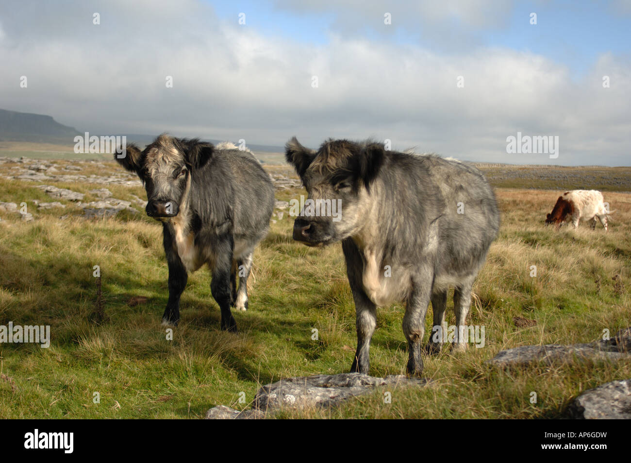 Blue Grey cattle grazing on Ingleborough National Nature Reserve North ...