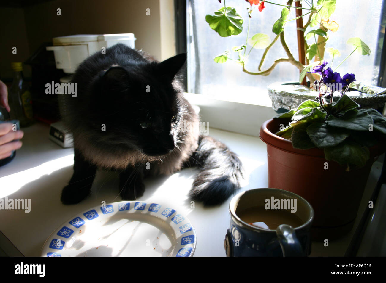 Black cat kitchen plant hi-res stock photography and images - Alamy