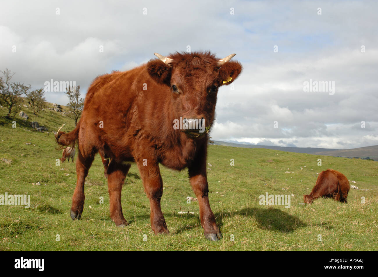 Short Horned cattle grazing on Ingleborough National Nature Reserve ...