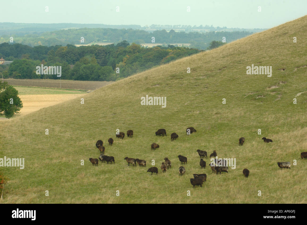 Hebridean sheep grazing Knocking Hoe National Nature Reserve ...