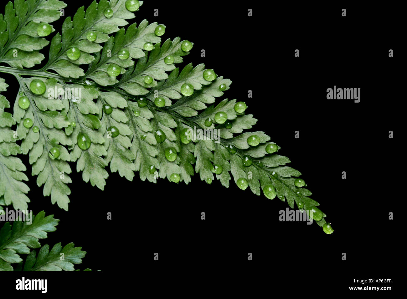 Pteridophyte ferns frond fronds hi-res stock photography and images - Alamy