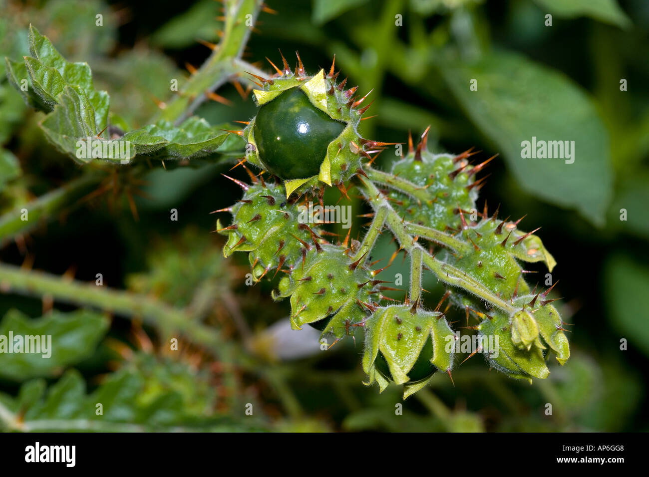 Sticky Nightshade (Solanum sisymbriifolium Stock Photo - Alamy