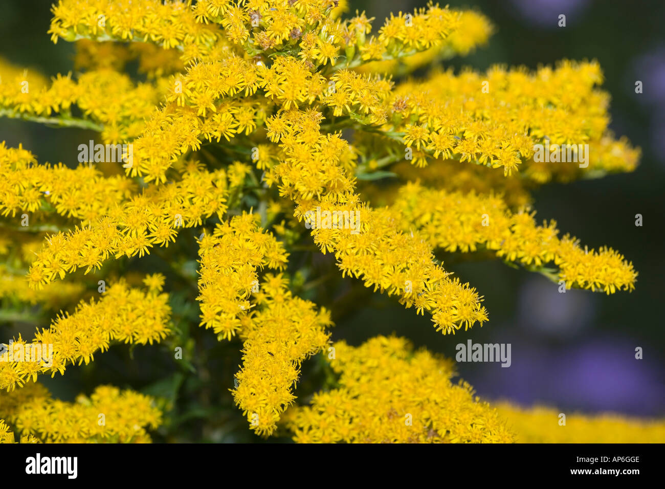 Solidago species hi-res stock photography and images - Alamy