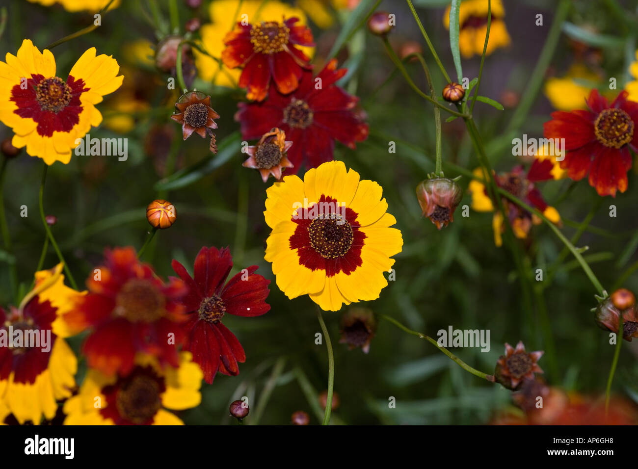 Golden Tickseed (Coreopsis tinctoria Stock Photo - Alamy
